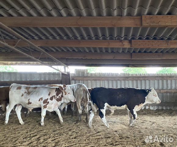 Продаются быки