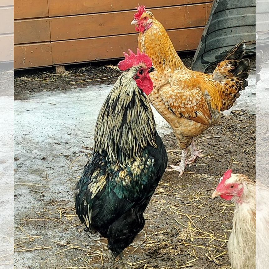 Петух молодой домашний