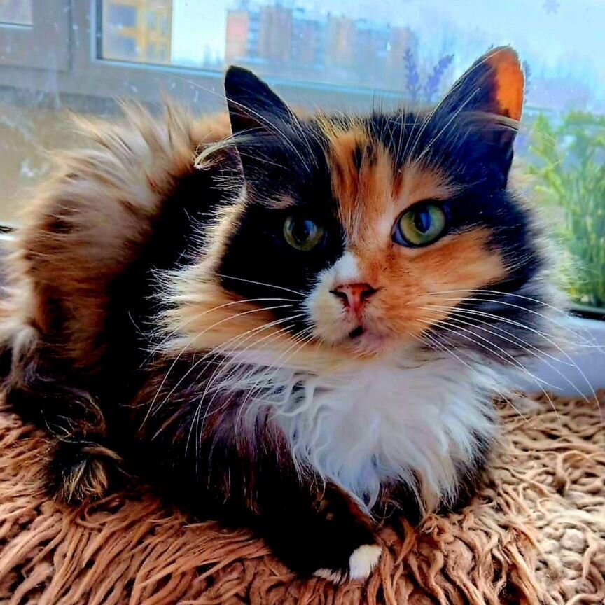 Шикарная Люсьен в дар