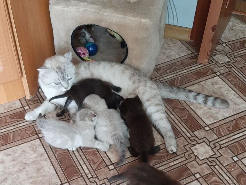 Кошка британская в дар