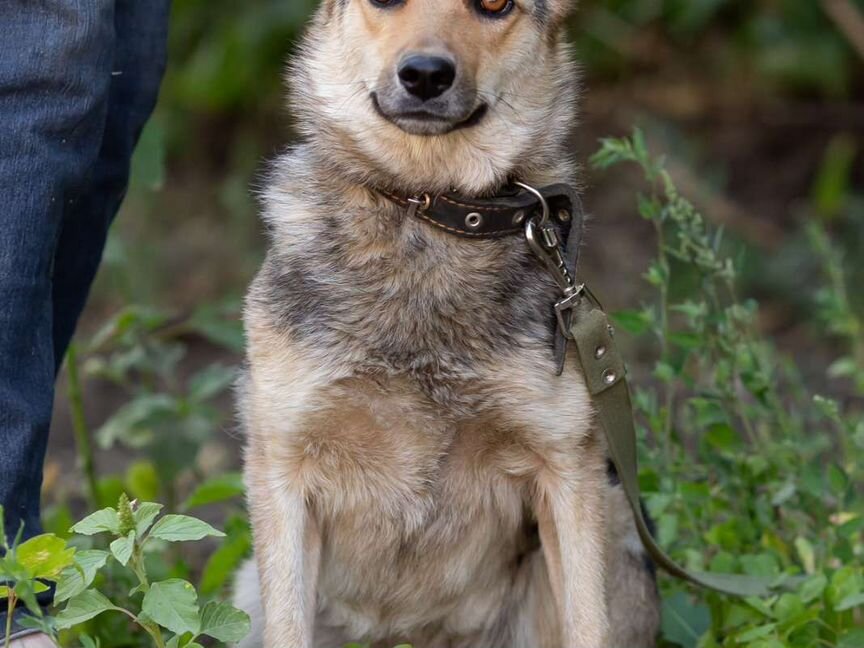 Собака