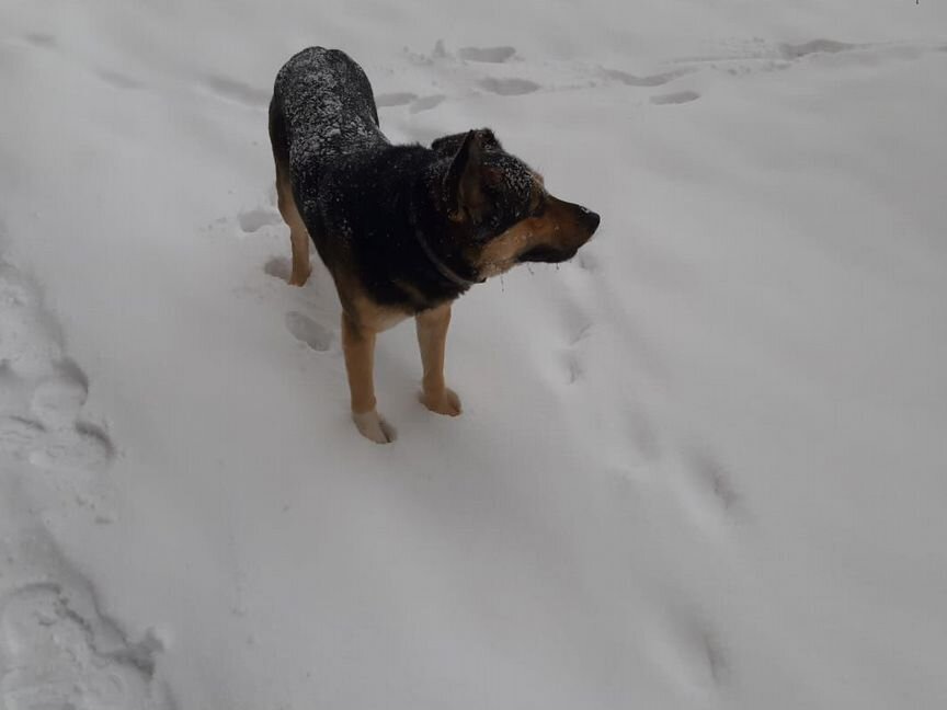 Найдена собака,раненая собака,бездомная собака