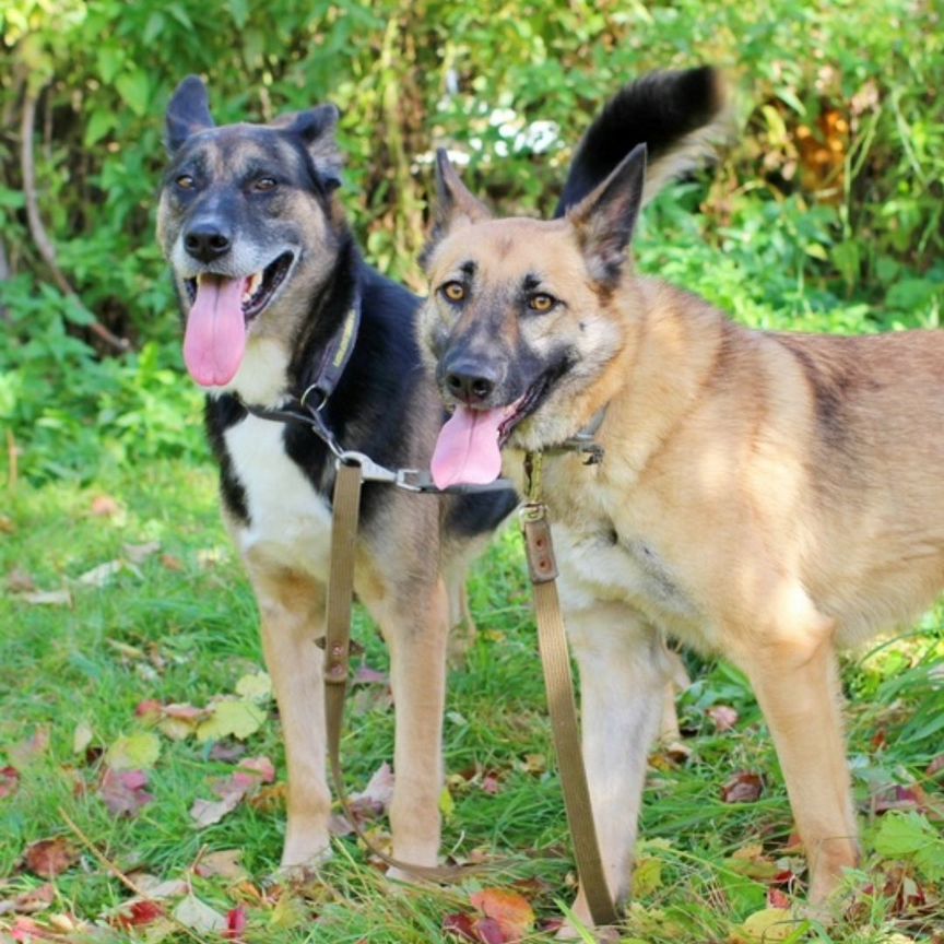 Идеальная пара в одни руки