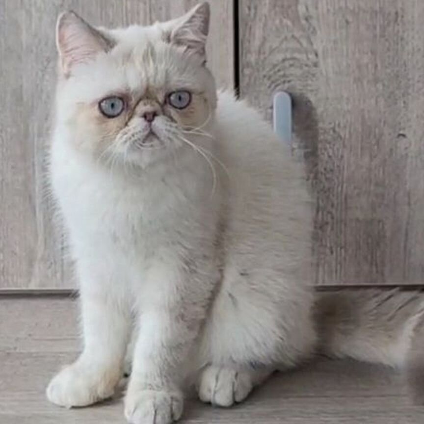 Экзоты, Экзотические короткошерстные котята