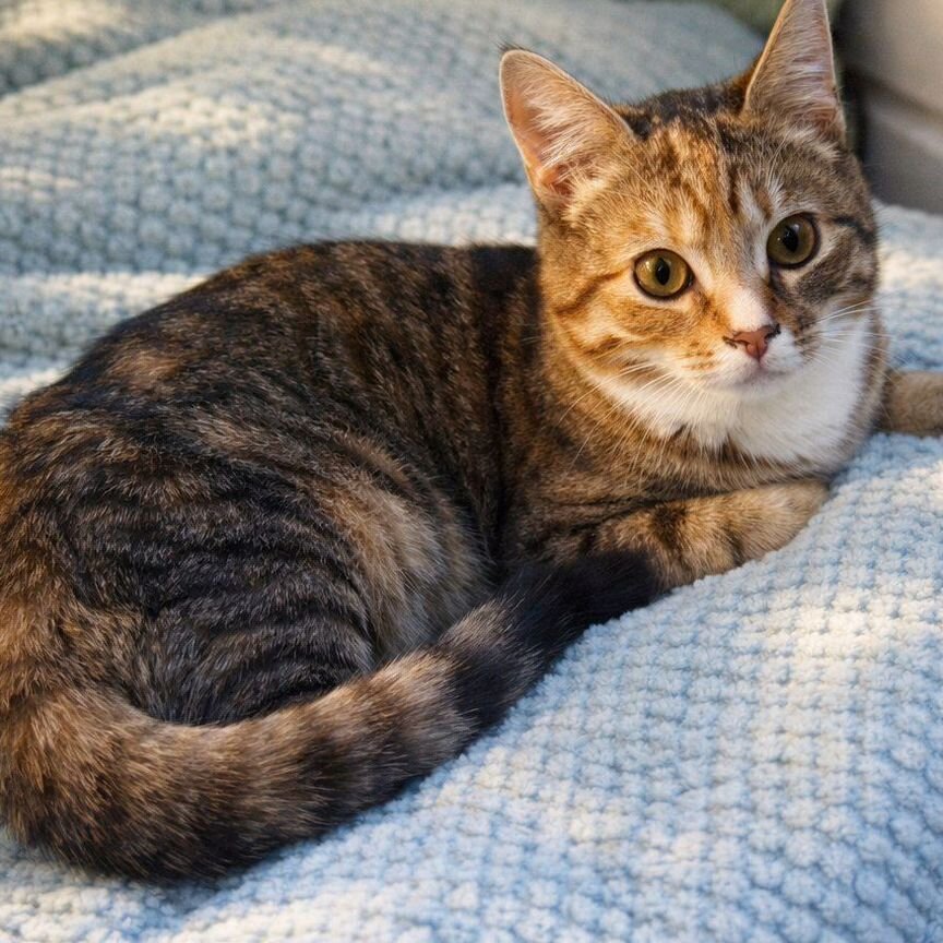 Котёнок от частного владельца