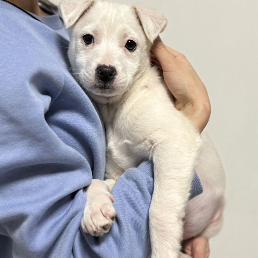 Щенок в добрые руки