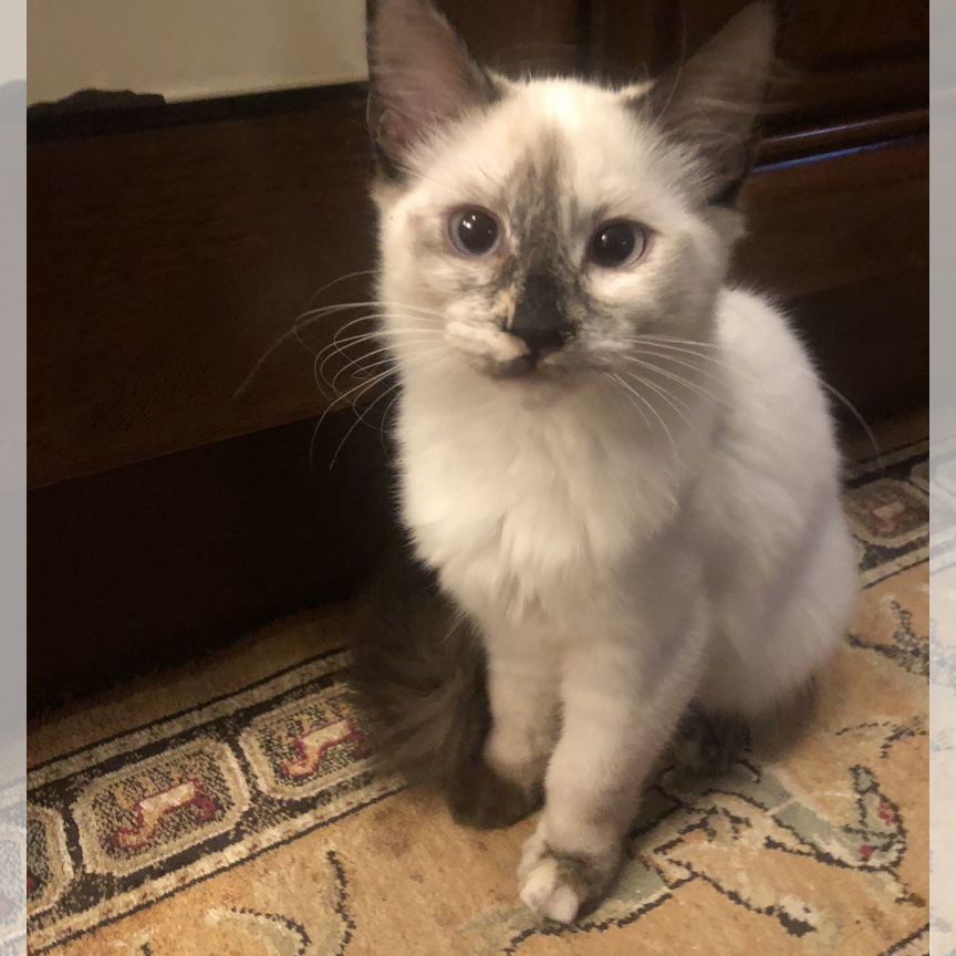 Сиамский котёнок