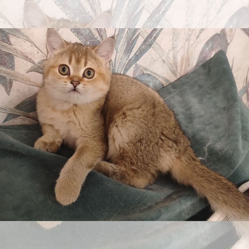 Шотландский прямоухий короткошёрстный котёнок