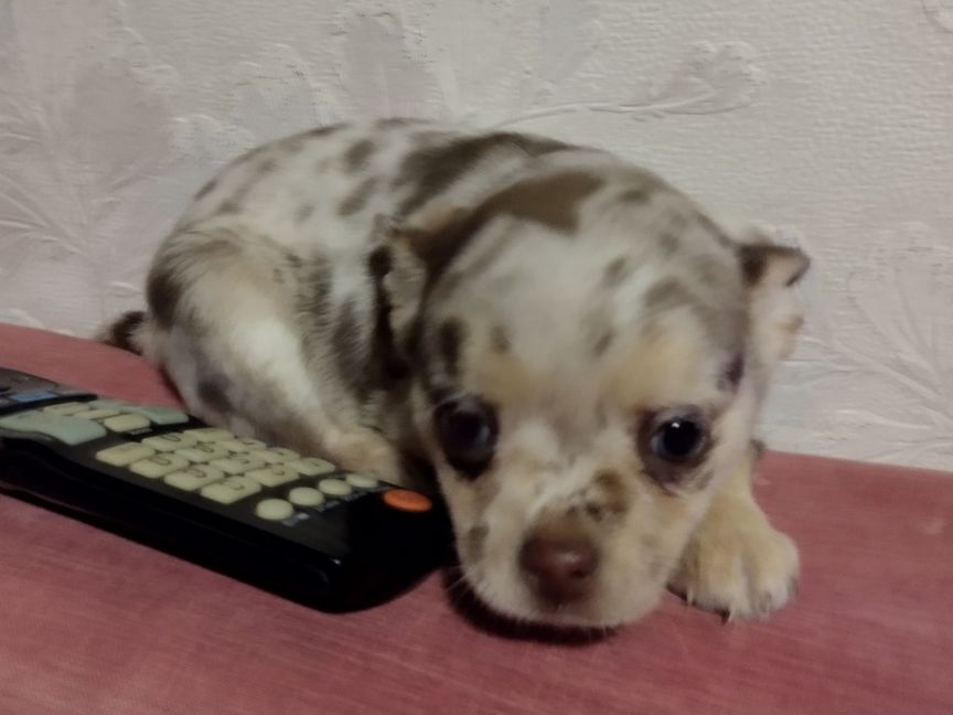 Мальчик чихуахуа Мерле окраса