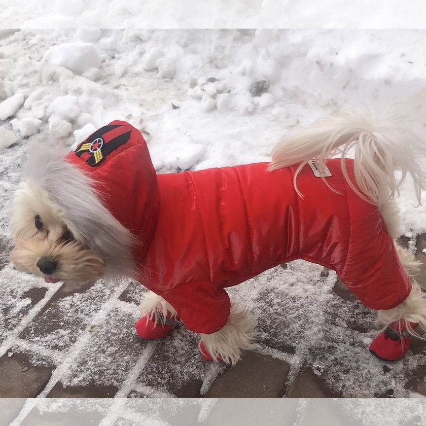 Мальтипу, щенок