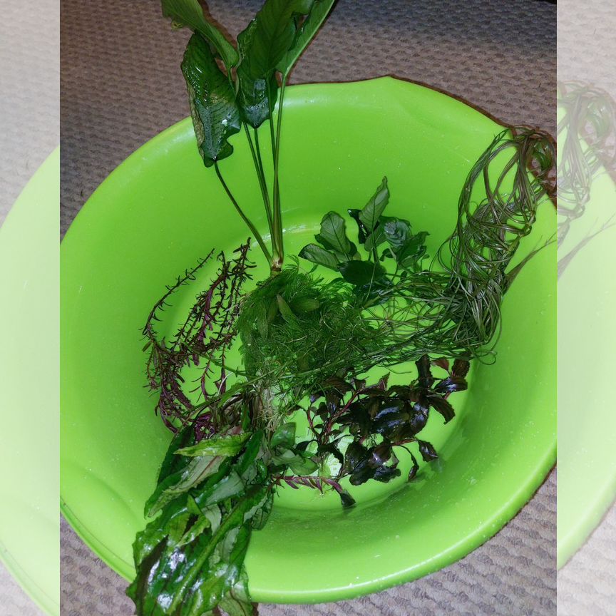 Аквариумные растения Прополка