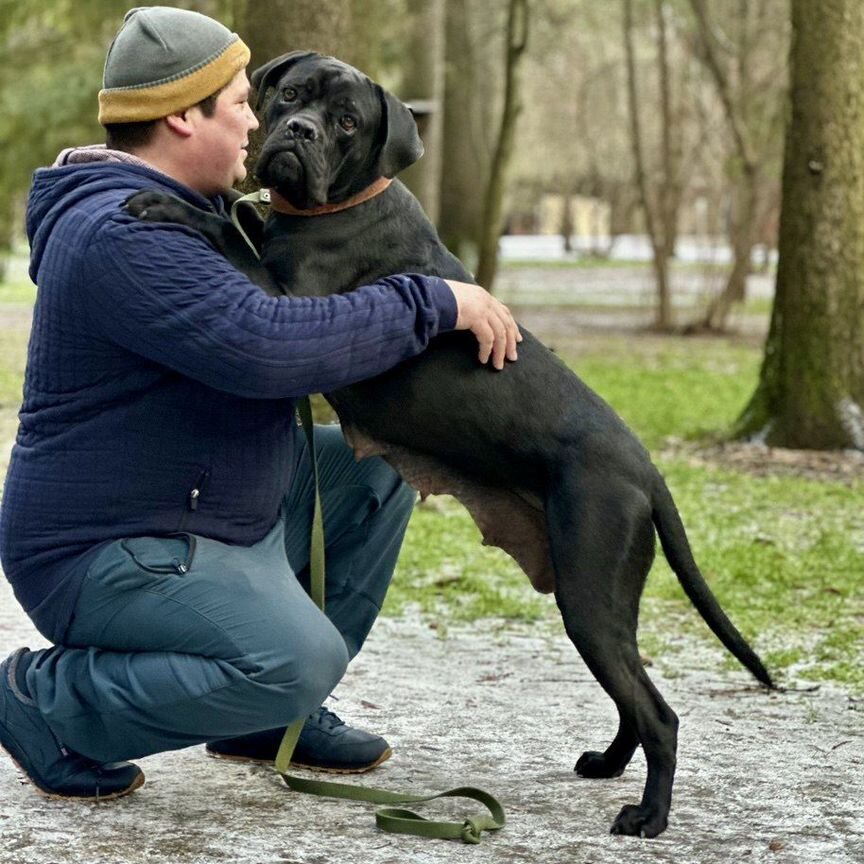 Кане-корсо, взрослая собака