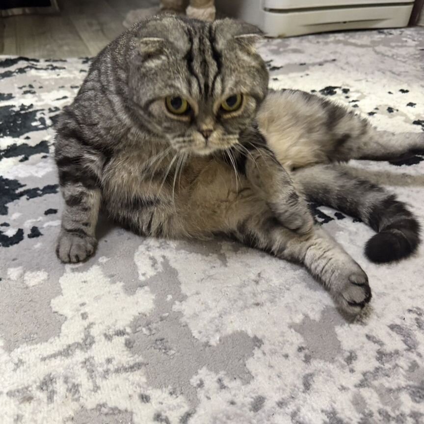 Шотландский вислоухий кот