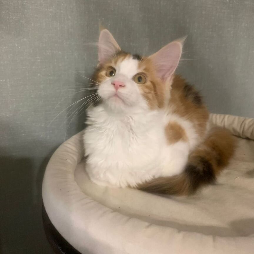 Кошечка мейн-кун