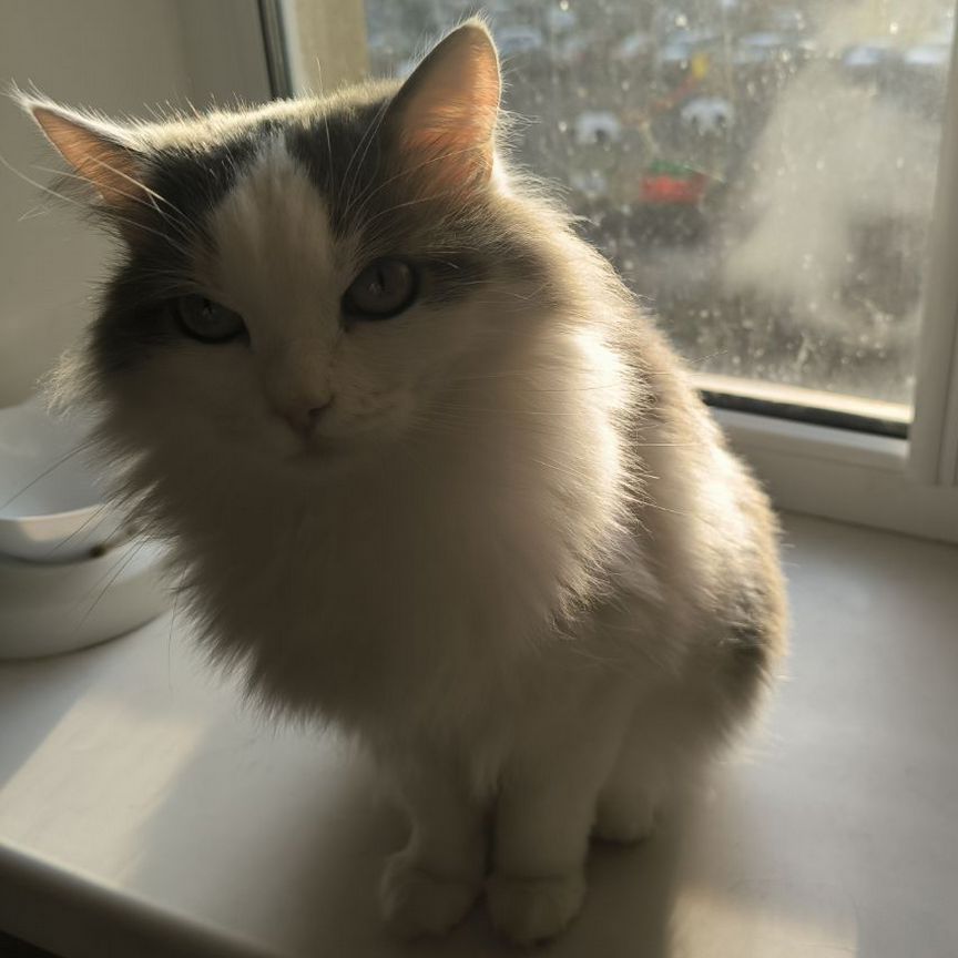 Взрослый кот в добрые руки