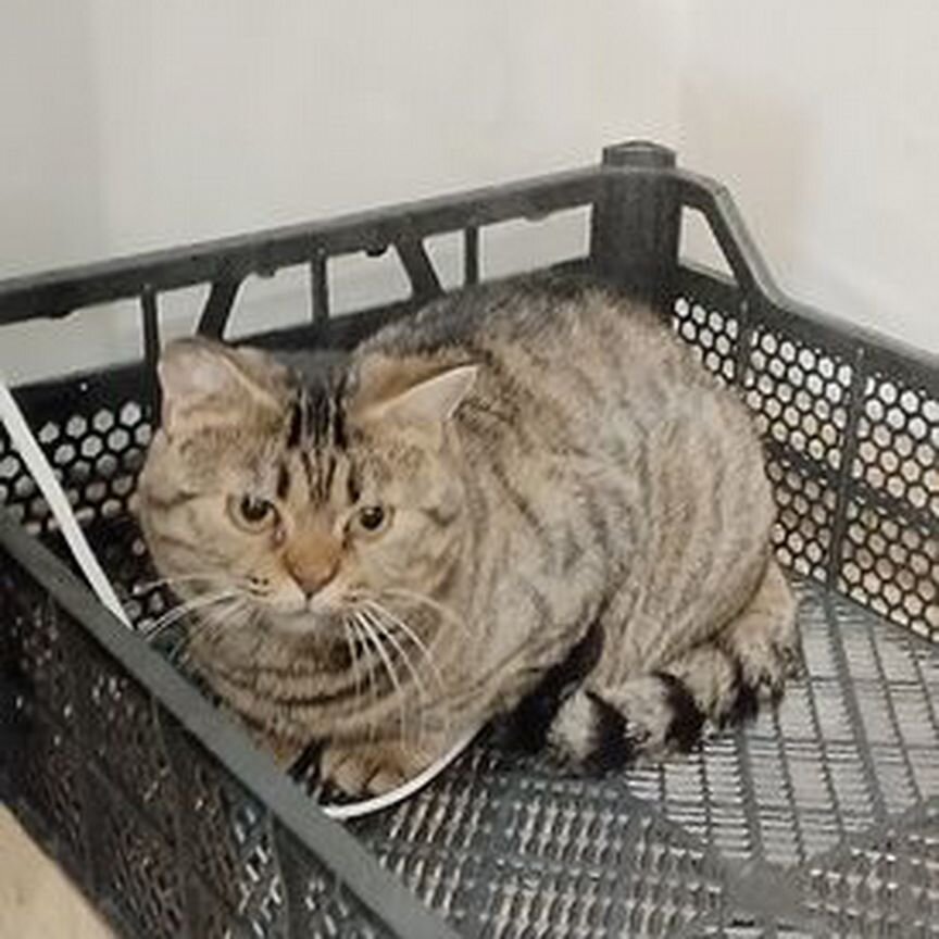 Кошечка ищет дом