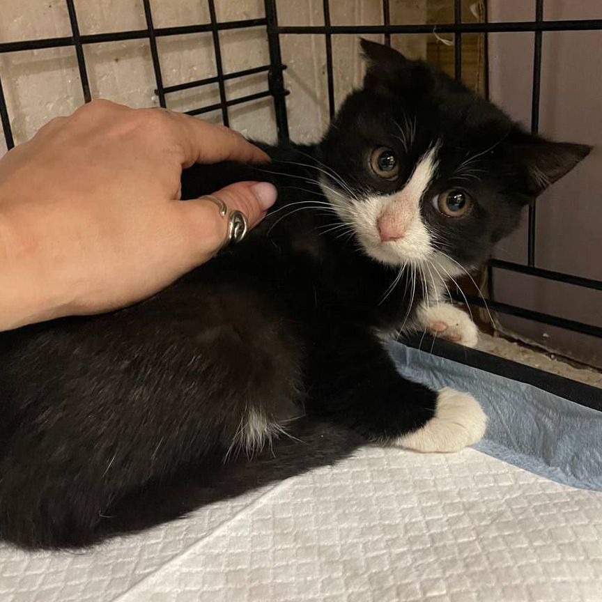 Котёнок в добрые руки