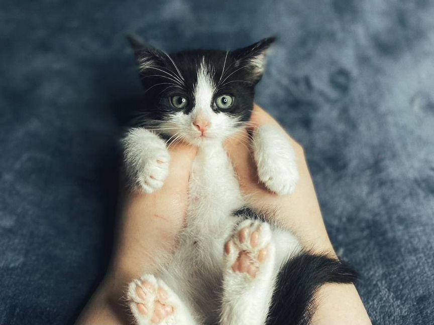 Котята в поиске семьи