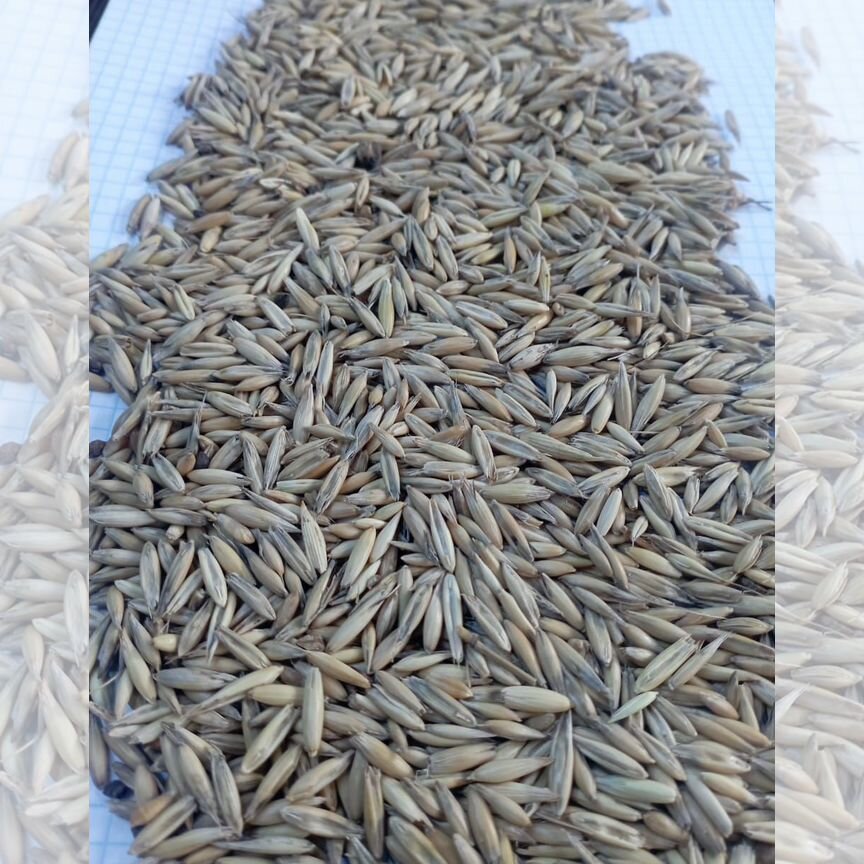 Овес фуражный