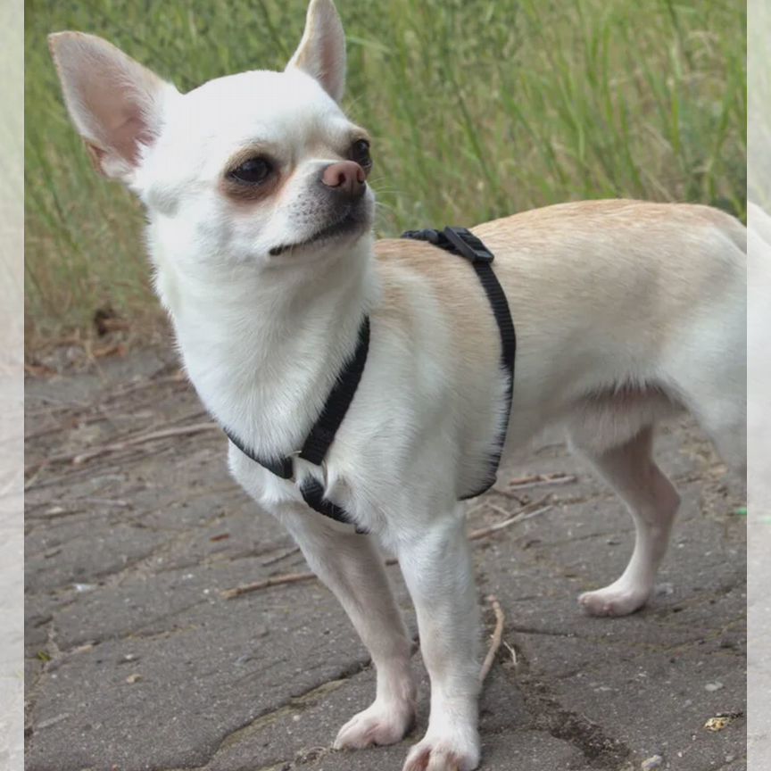 Шлейка анатомическая для мелких собак новая