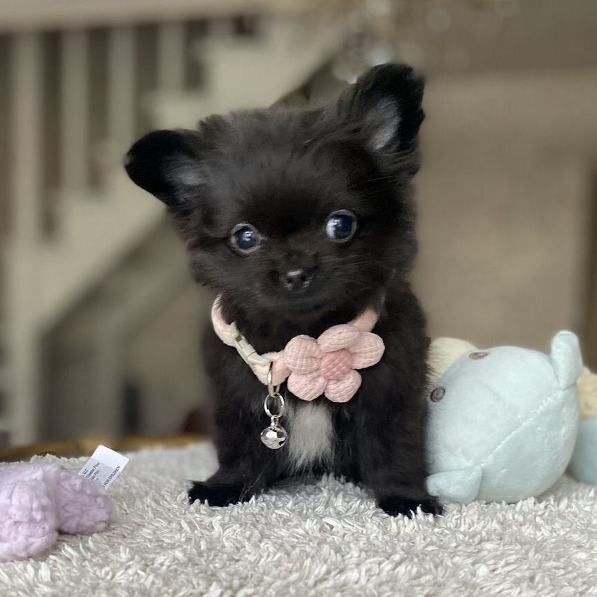 Щенки чихуахуа