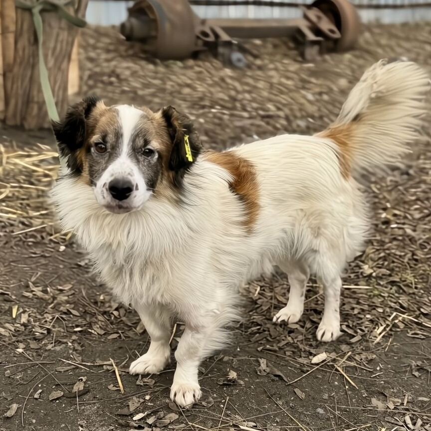 Взрослая собака в добрые руки