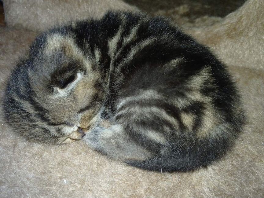 Шотландские котята