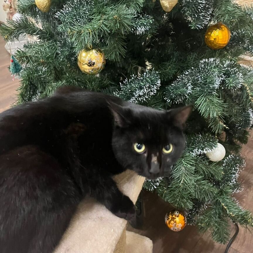 Кошки