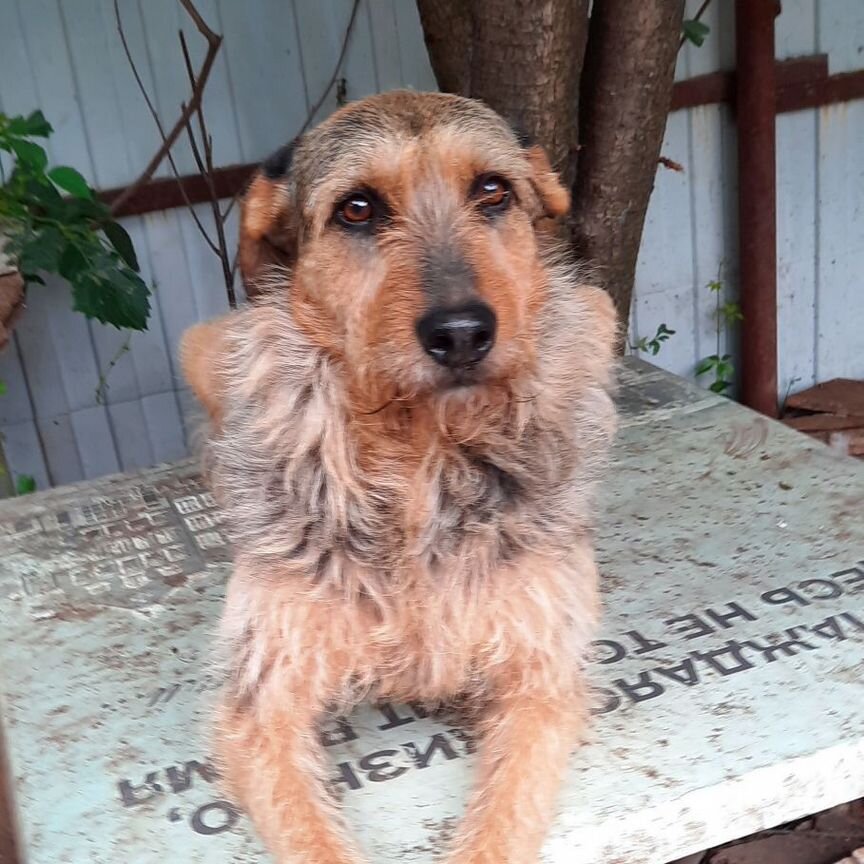 Собака Кора 3 года в добрые руки