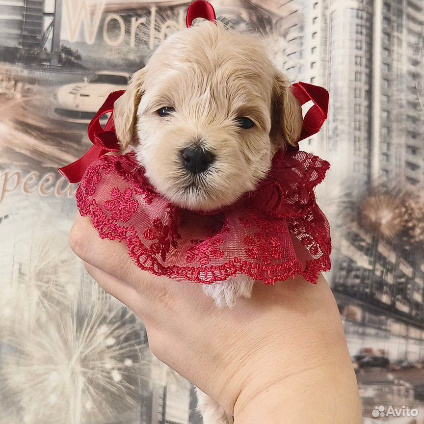 Девочка мальтипу Ф1 мини