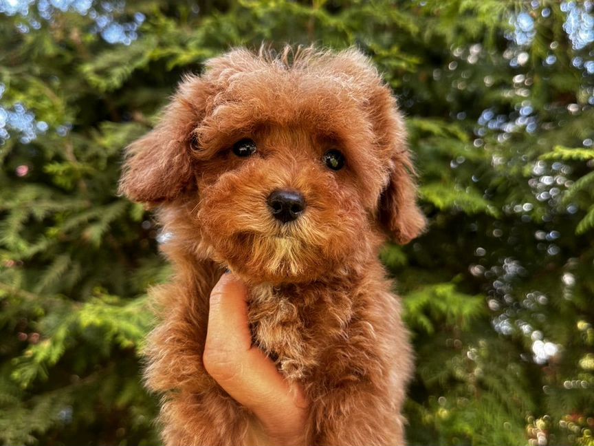 Той-пудель девочка очень яркая