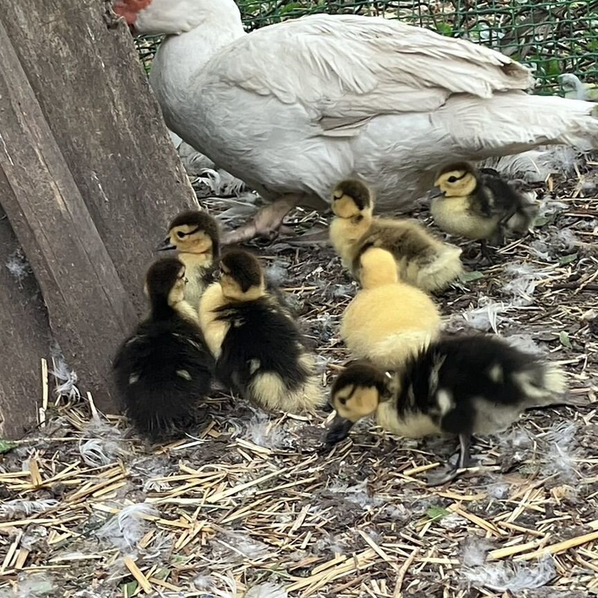 Утята-шипуны