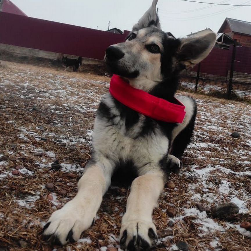 Щенок в добрые руки