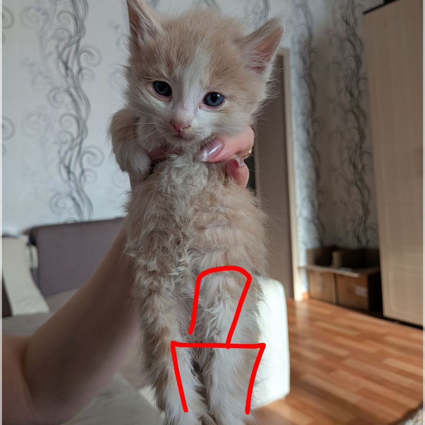 Котёнок в добрые руки