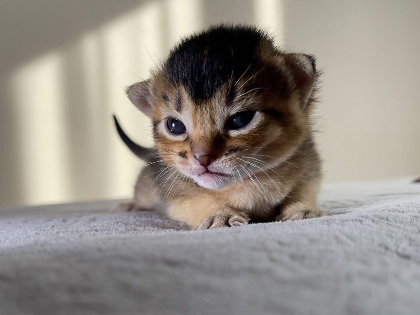 Абиссинские котята