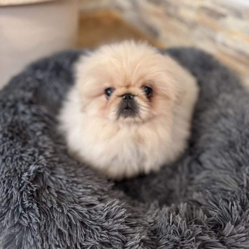 Королевский пекинес