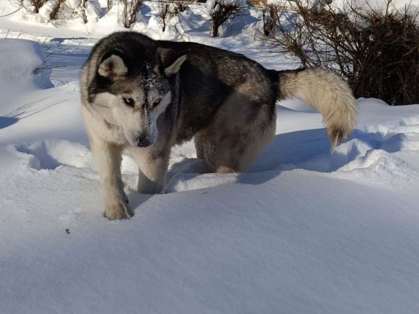 Найдена/ замечена собака хаски