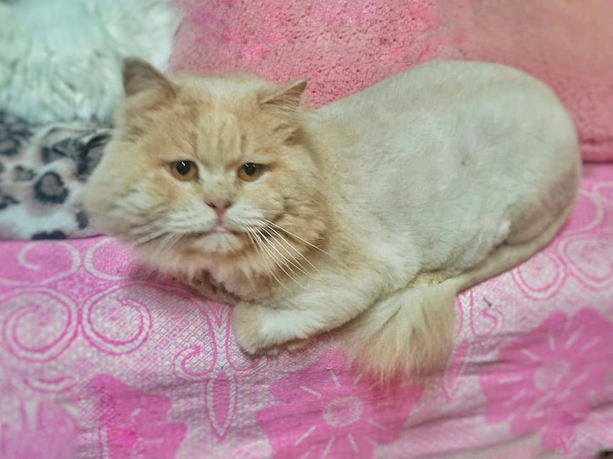 Гогу бросили в садовом обществе