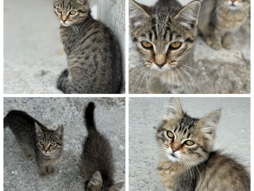 Котята в добрые руки