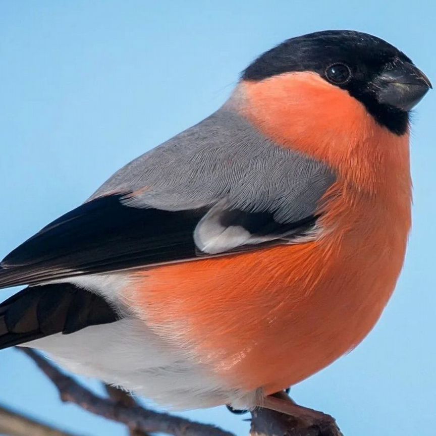 Лесные птицы