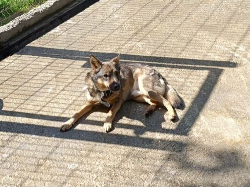 Собака в добрые руки