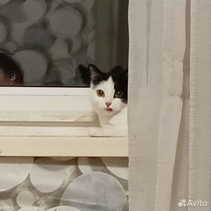 Нашлось кот/кошка