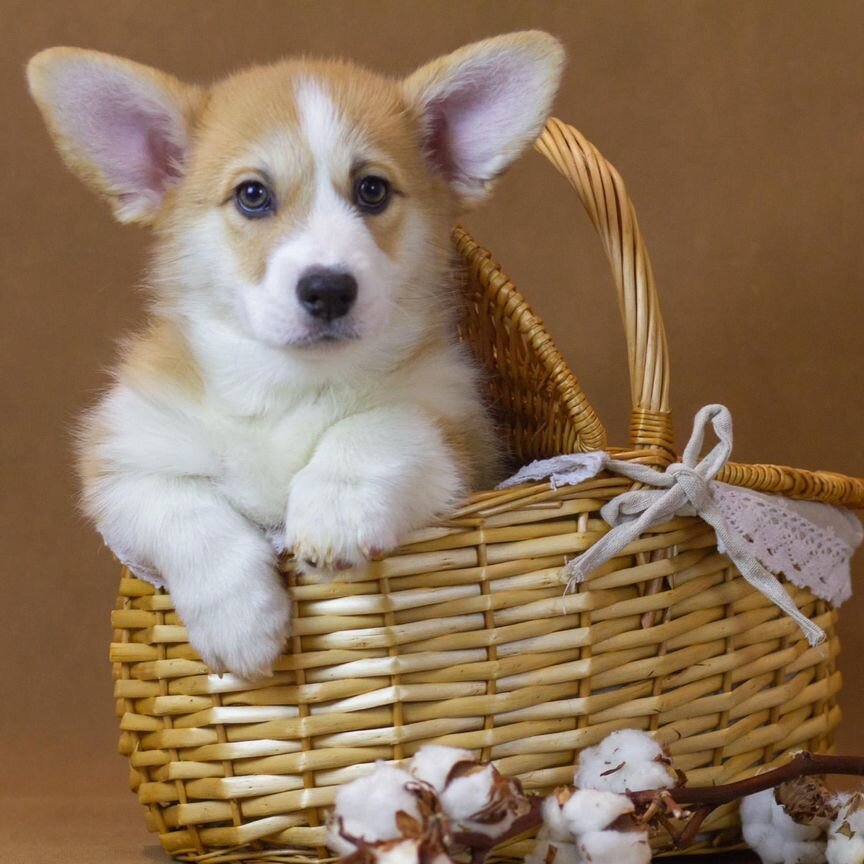 Высокопородные щенки Вельш Корги