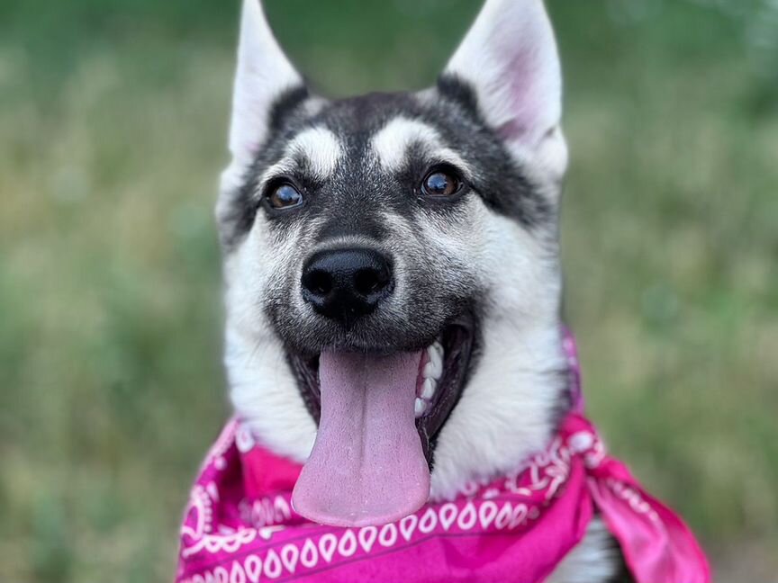 Щенок подросток Вьюга