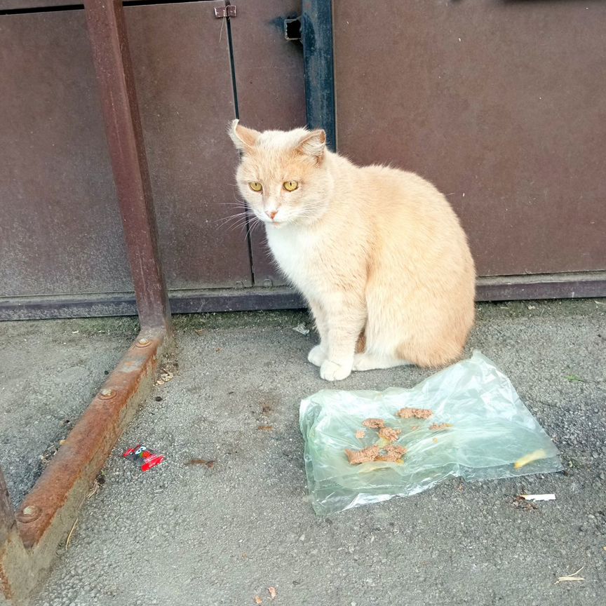 Отдам кота в добрые руки