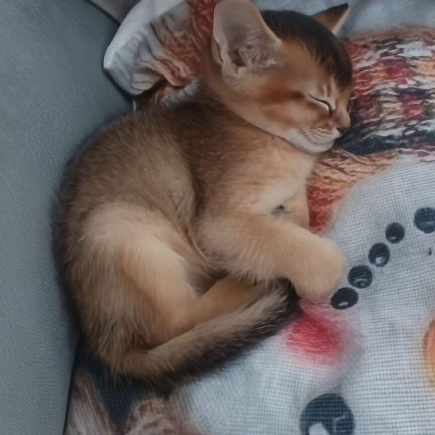 Абиссинский котёнок