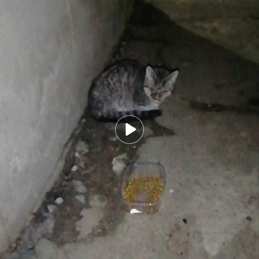 Котенок
