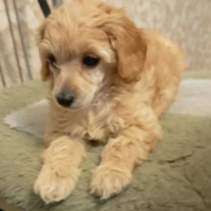 Пудель, щенок