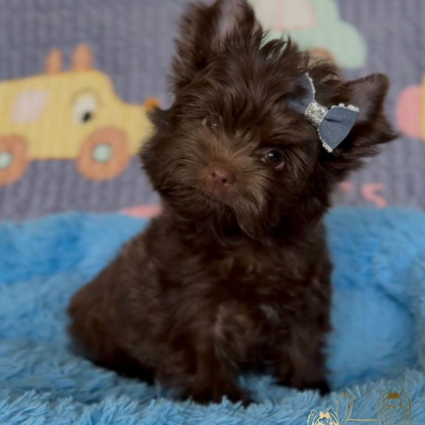 Йоркширский терьер, щенок
