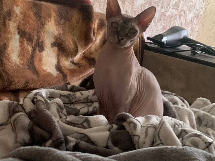 Канадский сфинкс вязка девочка